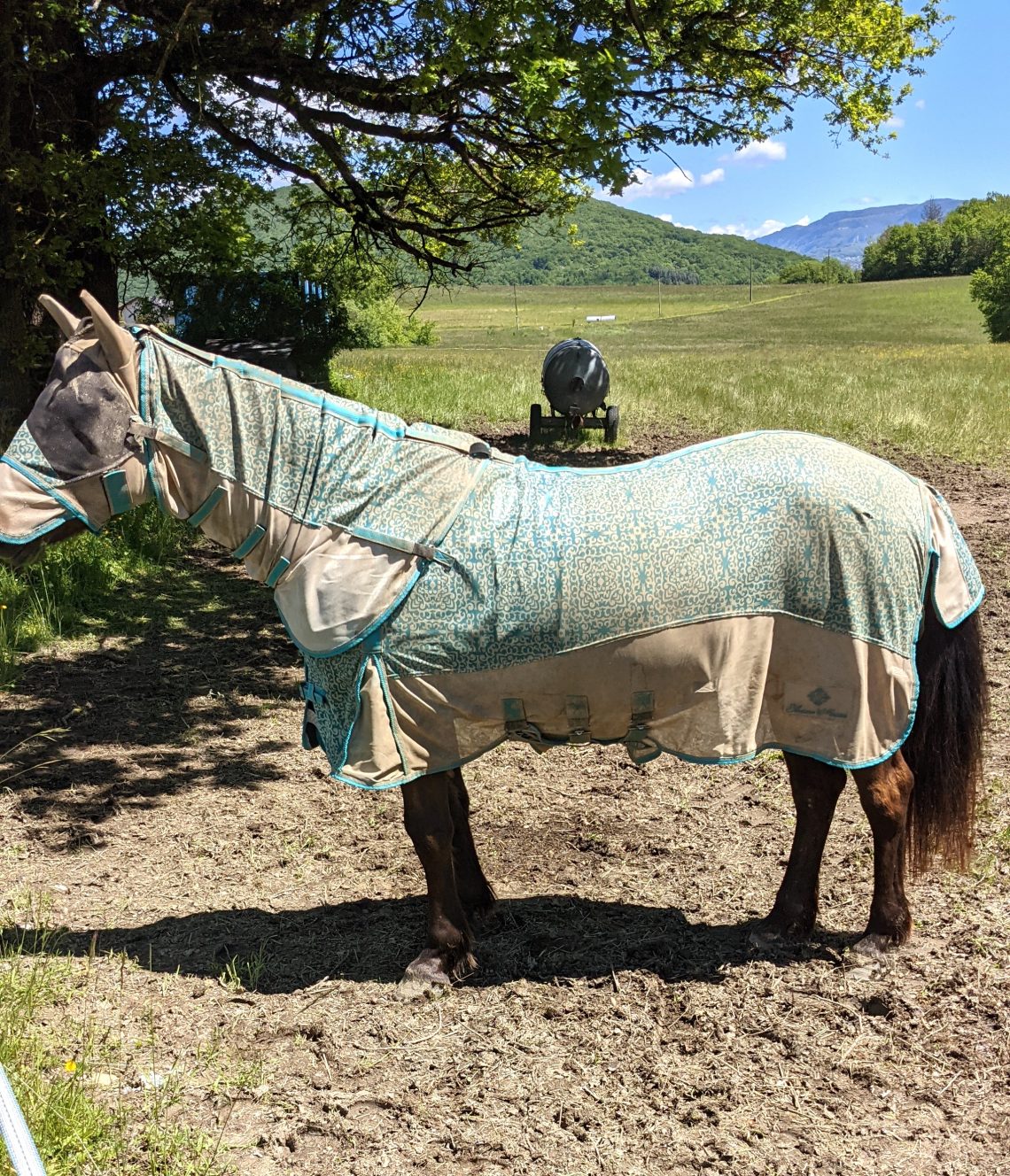 3 Astuces Naturelles pour Soigner la Dermite Estivale du Cheval ...