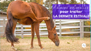 3 Astuces Naturelles pour Soigner la Dermite Estivale du Cheval ...