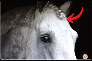 Crinière : L'astuce Inédite Pour avoir des Pions qui Tiennent plus de ...