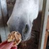 Friandises DIY pour Chevaux : Recette maison Facile - Astucerie de l'écurie