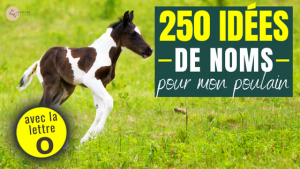 250 Noms de Poulain avec la Lettre O - Astucerie de l'écurie