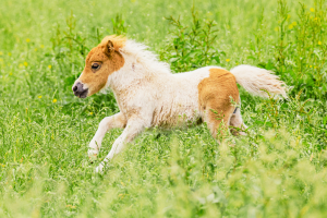 250 Noms de Poulain avec la Lettre O - Astucerie de l'écurie